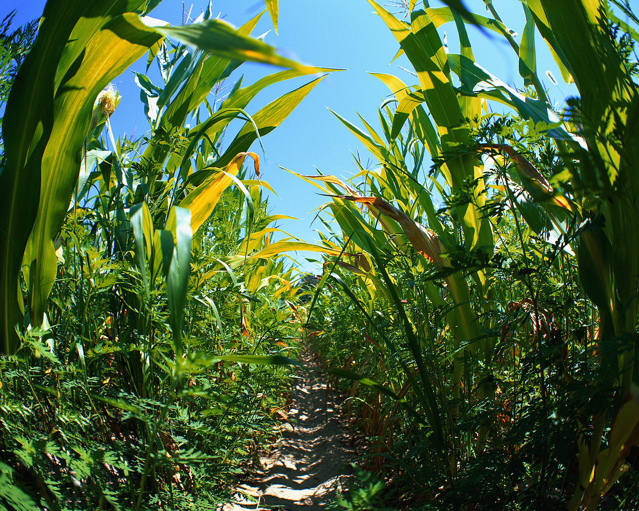 Trail Through Corn Field – The Southern Agrarian