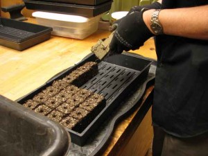 Starting Seeds – The Southern Agrarian